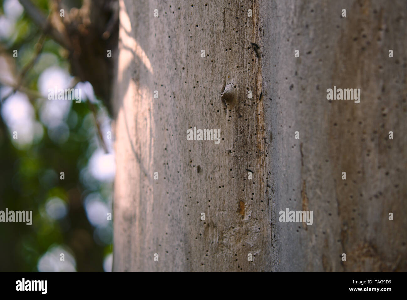 Termites on tree hi-res stock photography and images - Alamy
