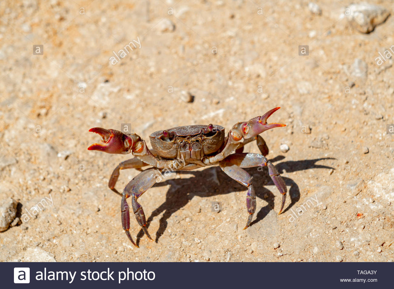 Fresh Water Crab Stock Photos & Fresh Water Crab Stock Images - Alamy