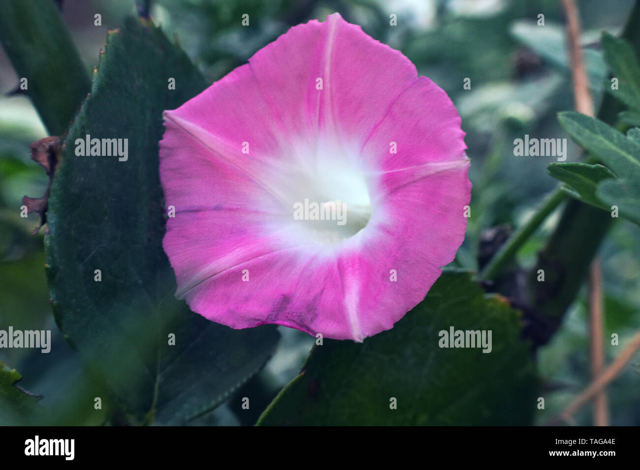 Flowers of tobacco, Virginia weed. Beautiful decorative flowers of ...