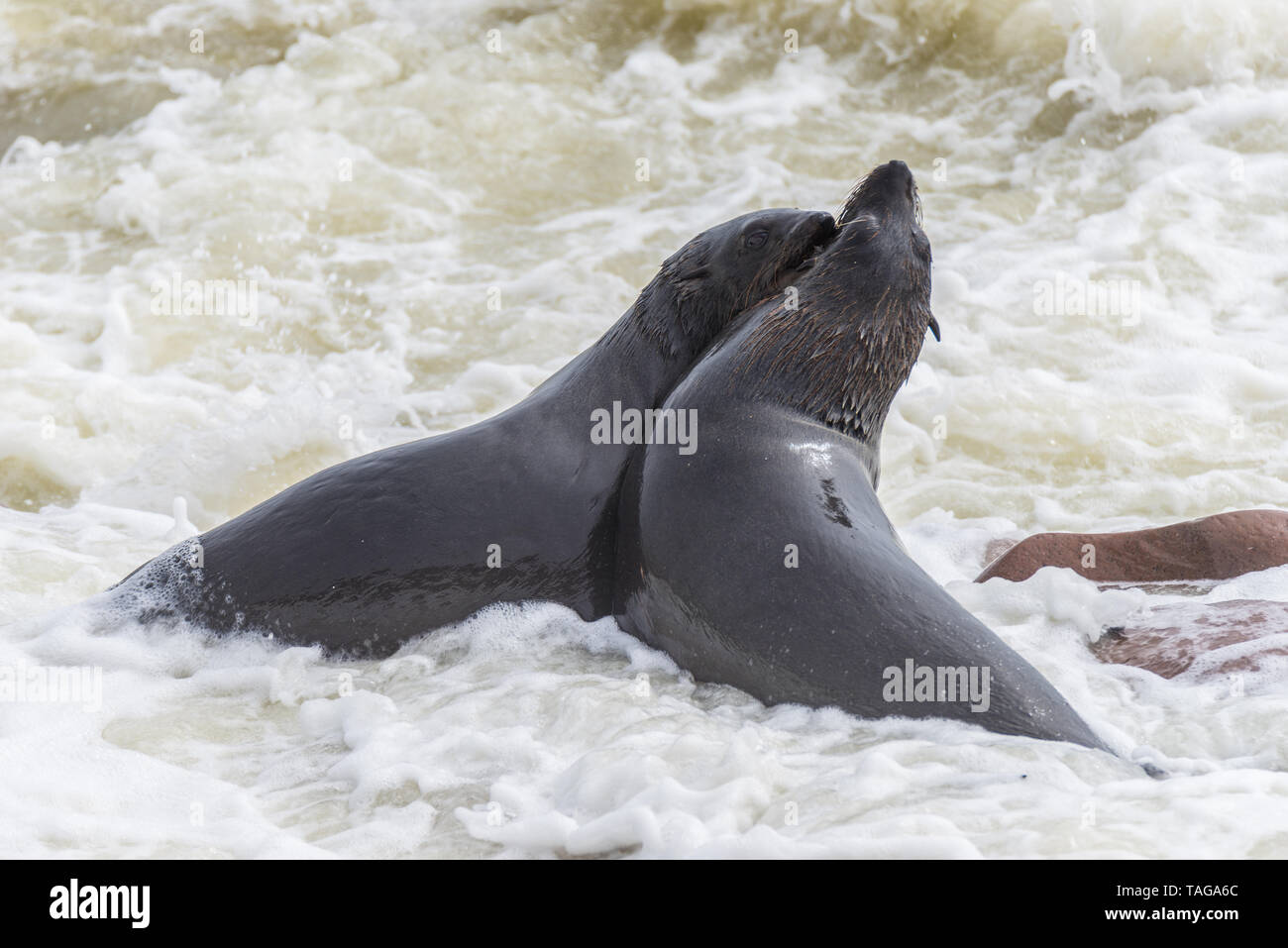 The seal colony at Cape Cross, on the atlantic coast of Namibia, Africa ...