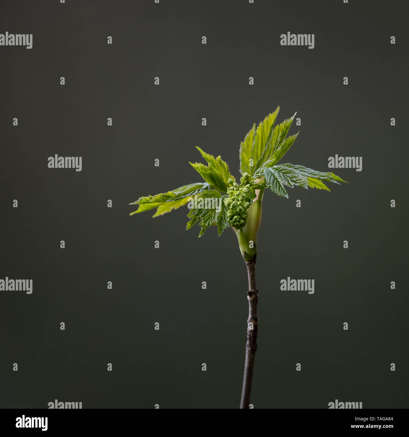 New growth in Spring time Stock Photo - Alamy