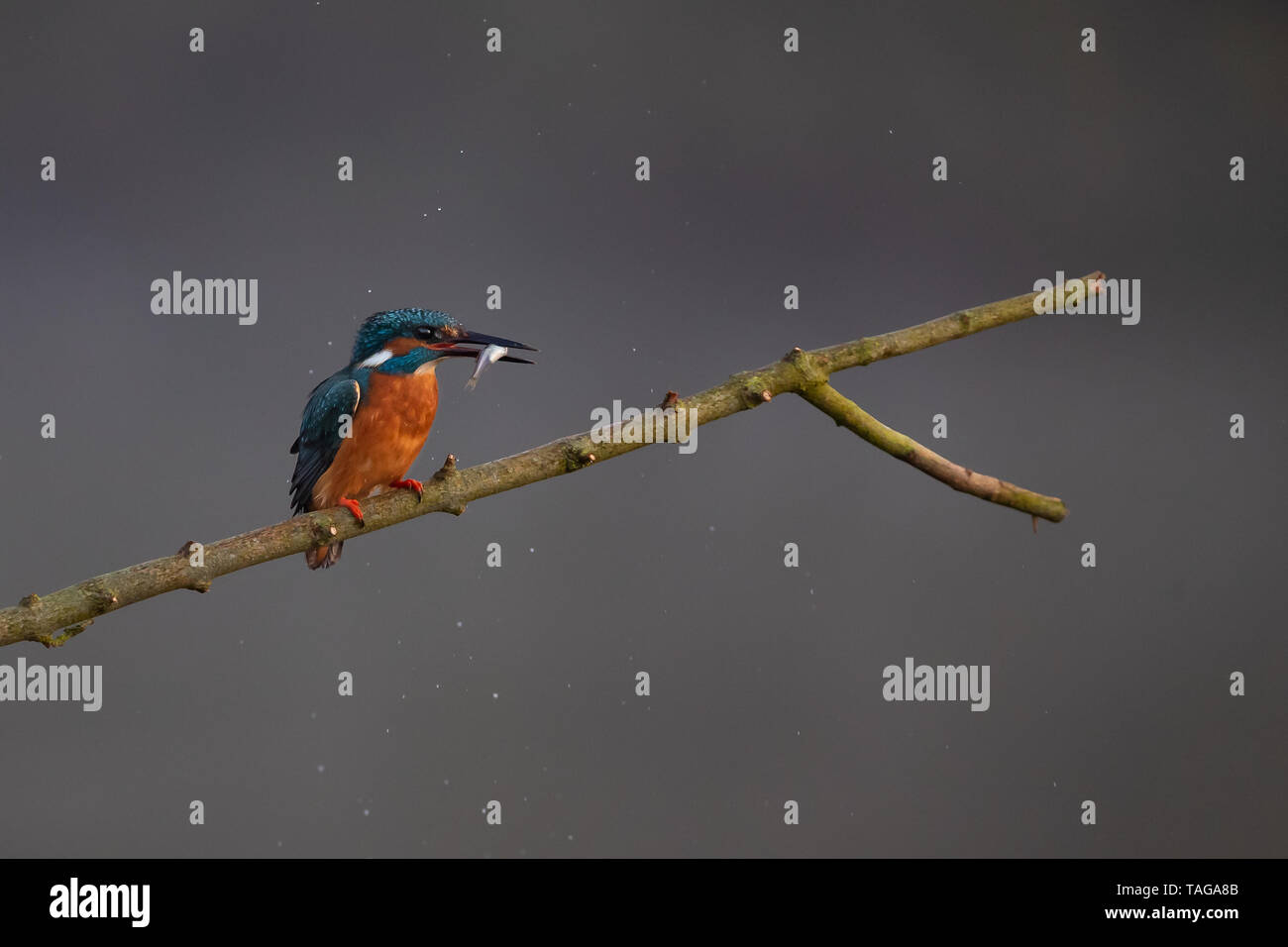 Male Kingfisher fishing on the river Stour in Dorset Stock Photo - Alamy