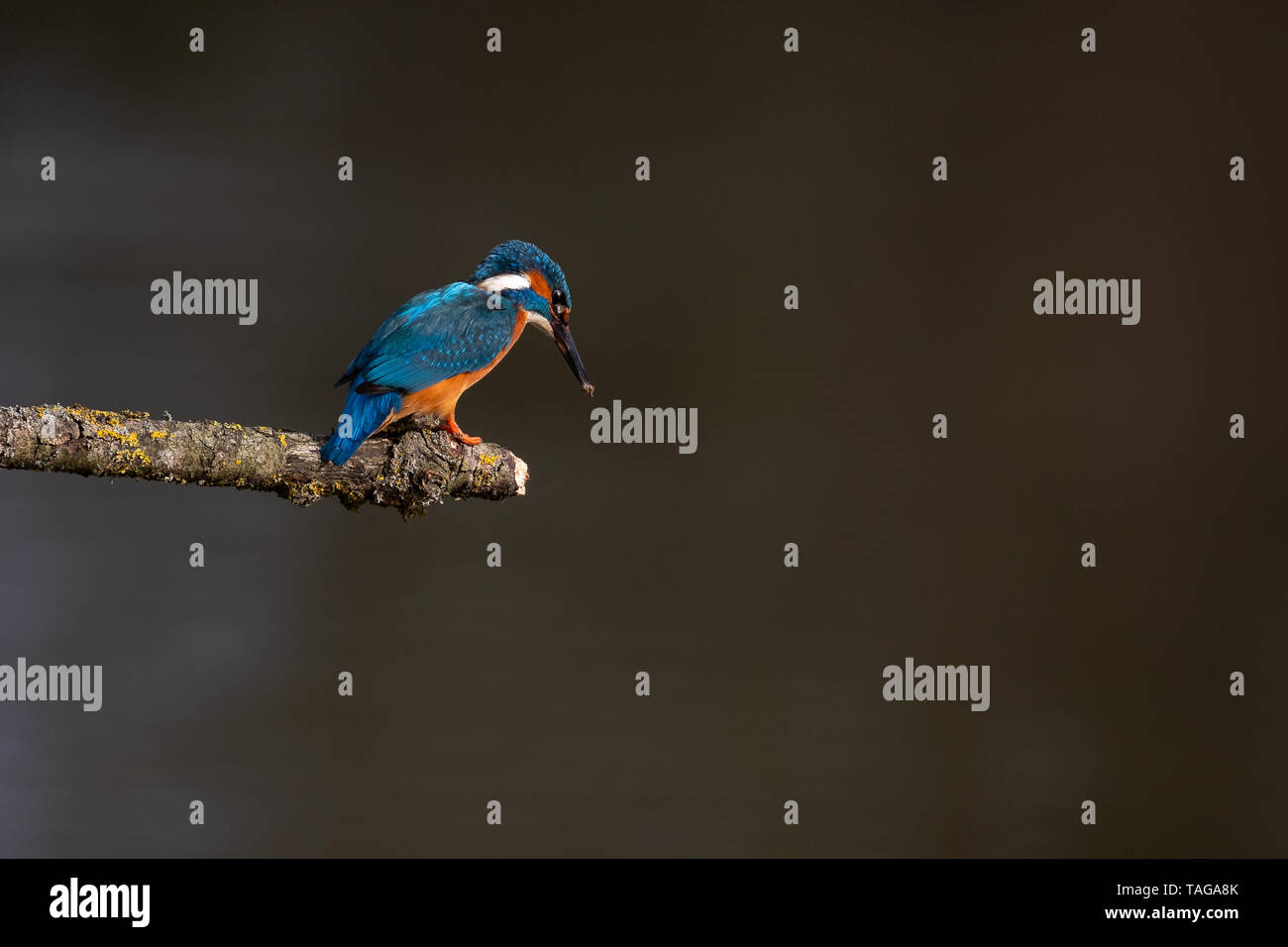 Kingfisher river stour hi-res stock photography and images - Alamy