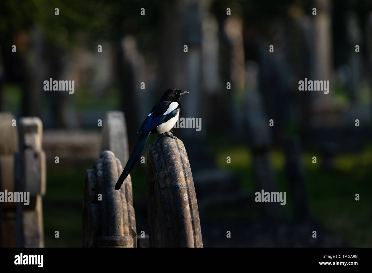 Magpie sitting on a grave stone Stock Photo - Alamy