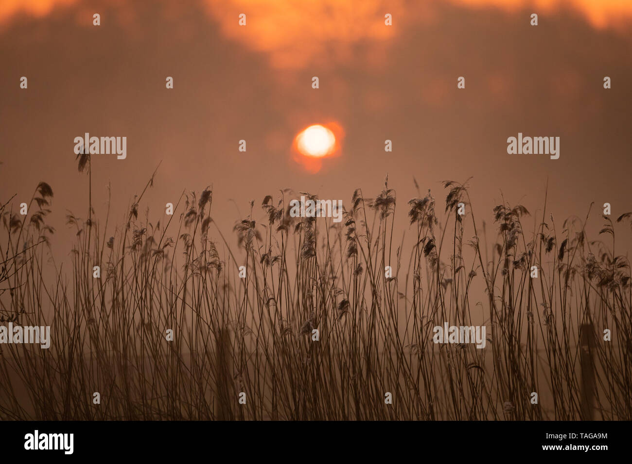 Sunrise through the reeds by the river Stock Photo - Alamy