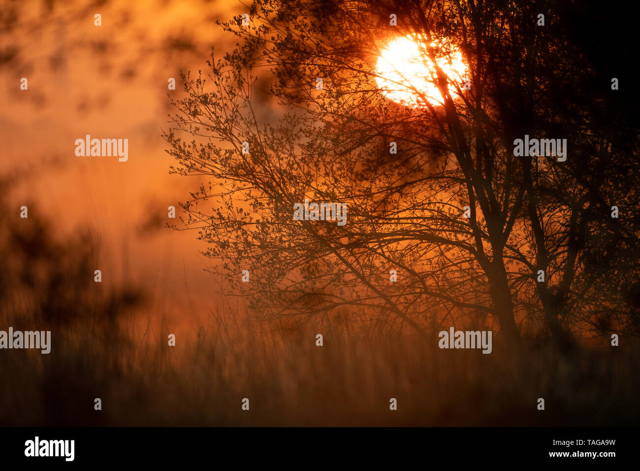 Sunrise through the reeds by the river Stock Photo - Alamy