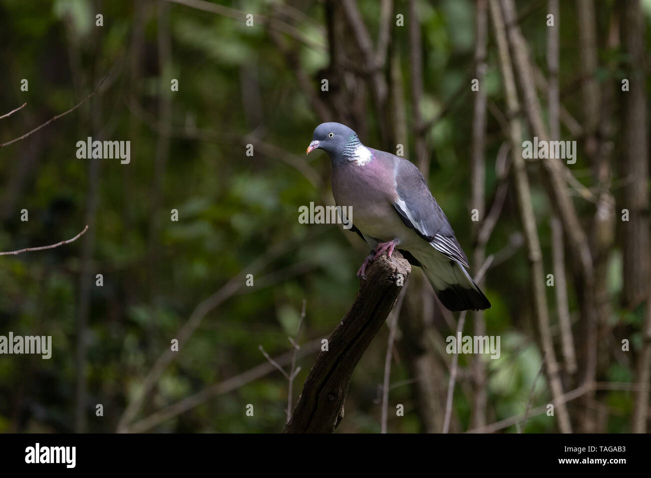 Wood pigeons in the countryside Stock Photo - Alamy