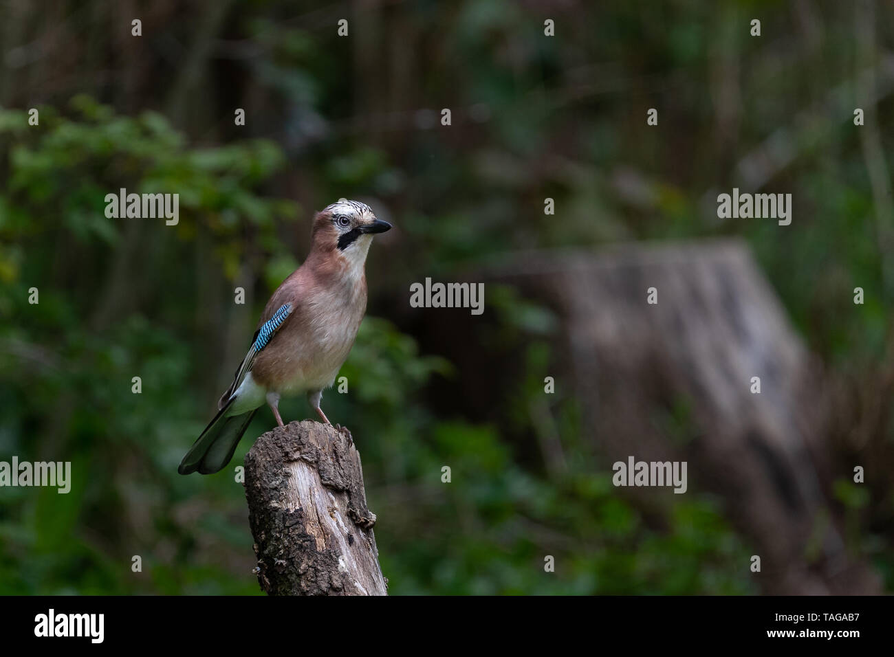 Jay on a tree stump Stock Photo - Alamy