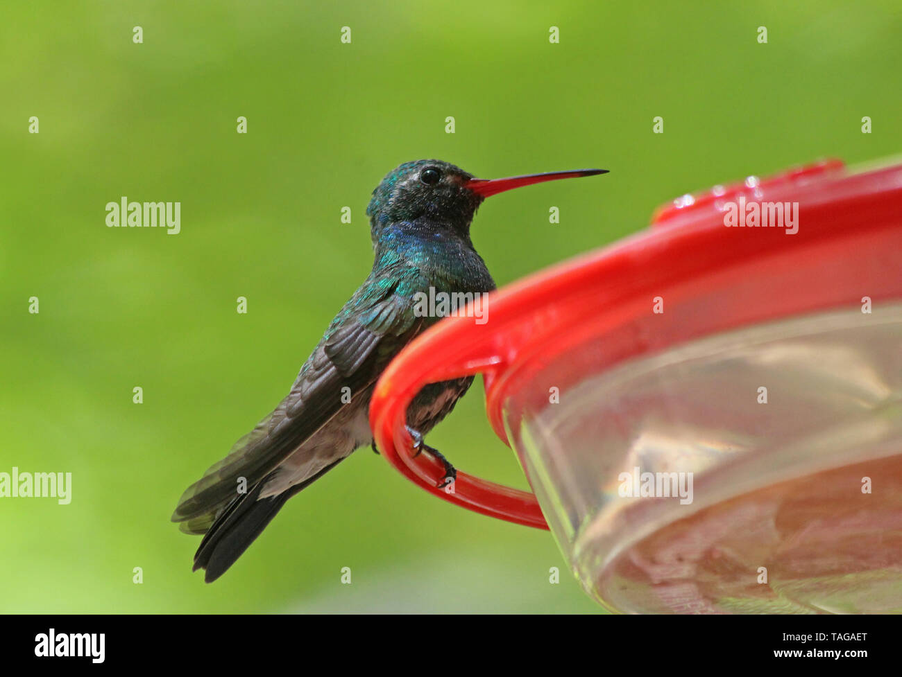 Broad-billed Hummingbird (Cynanthus latirostris Stock Photo - Alamy