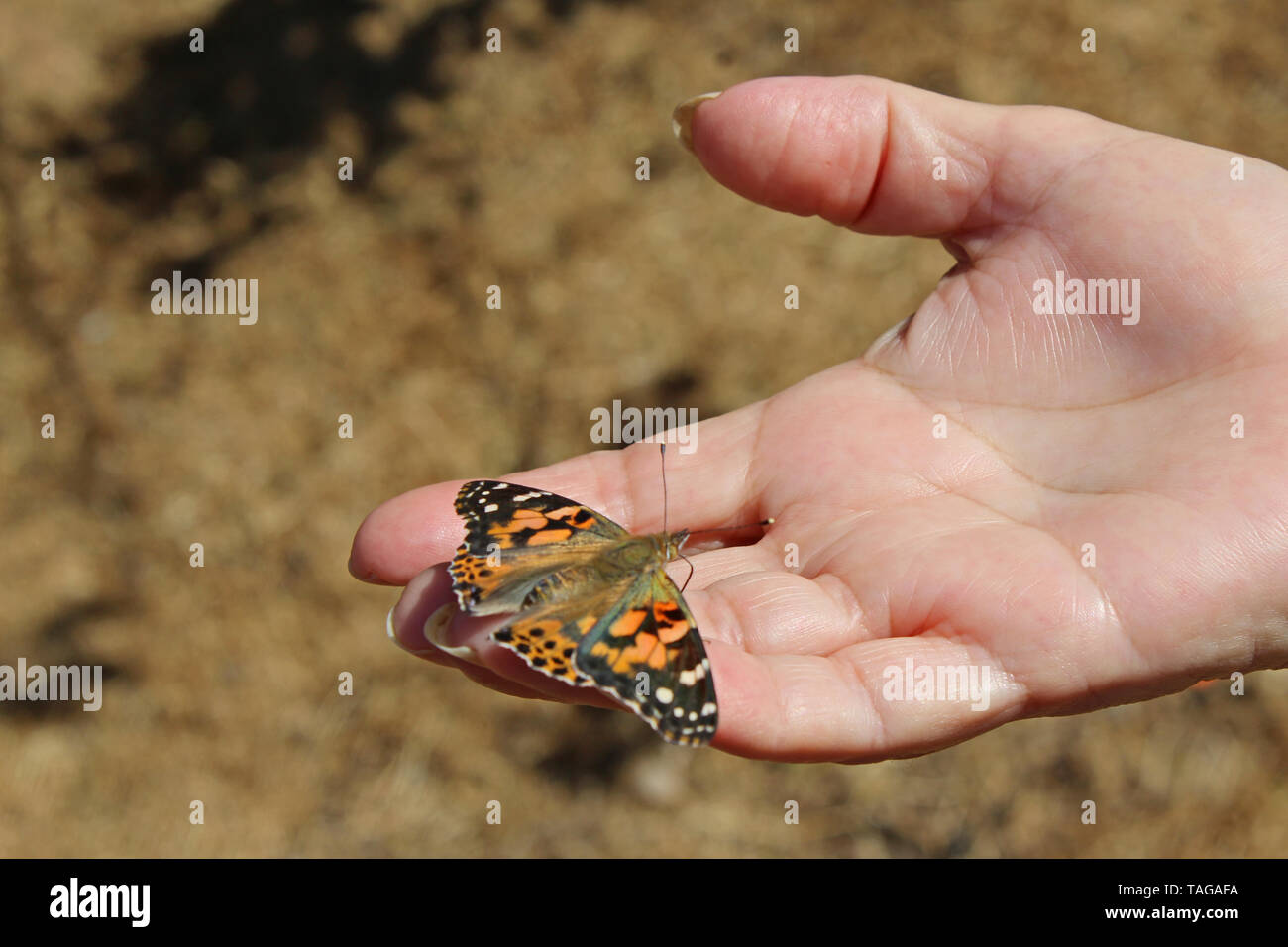 Butterfly in hand hi-res stock photography and images - Alamy