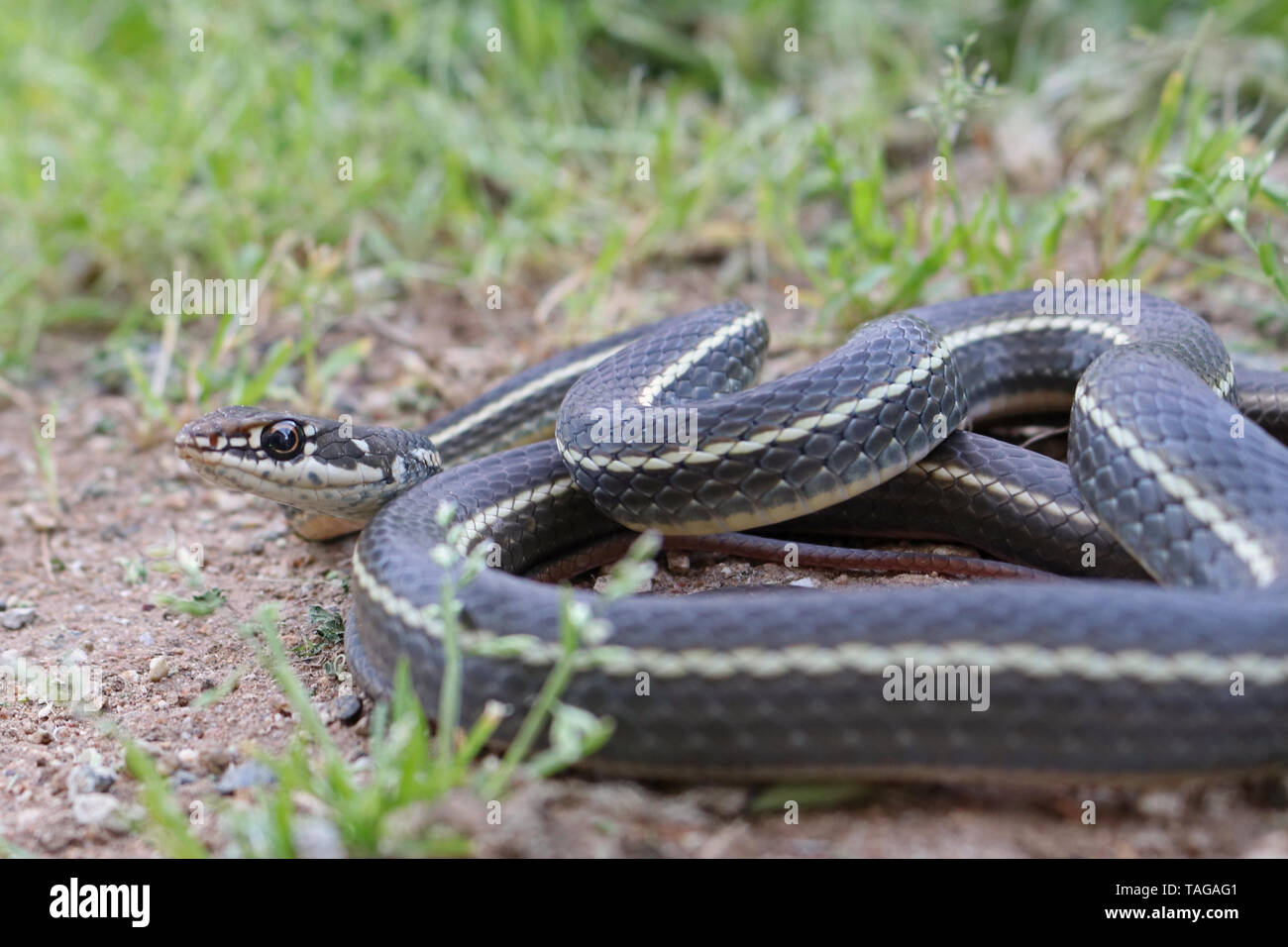 Racer snake hi-res stock photography and images - Alamy