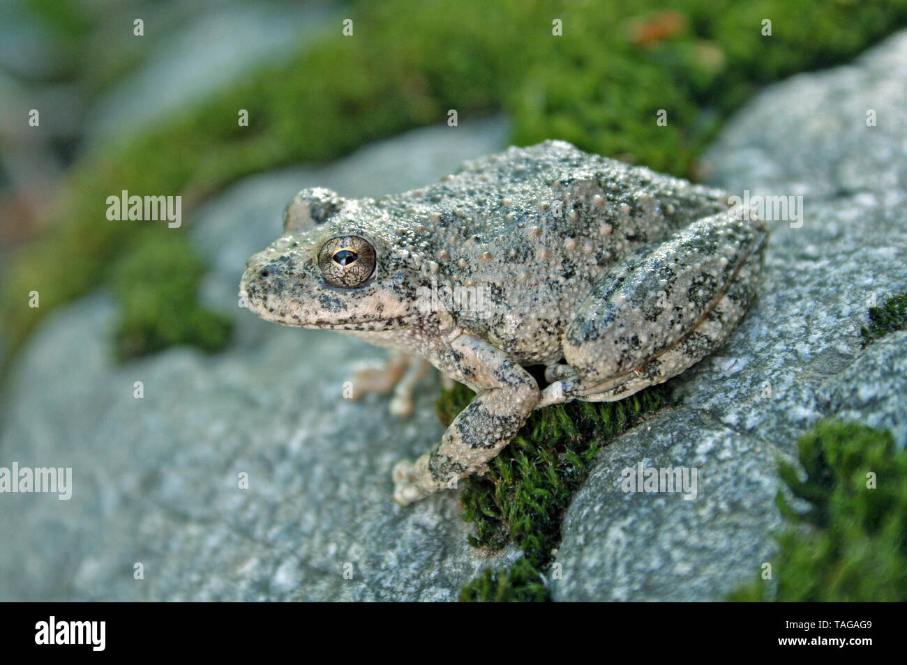 California Treefrog Pseudacris cadaverina Stock Photo - Alamy