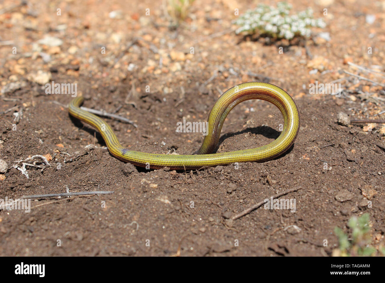 Silver lizard hi-res stock photography and images - Alamy