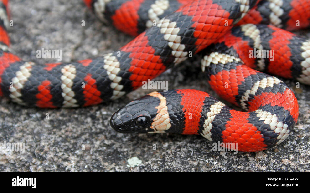 California Mountain Kingsnake (Lampropeltis zonata) or Coast Mountain ...