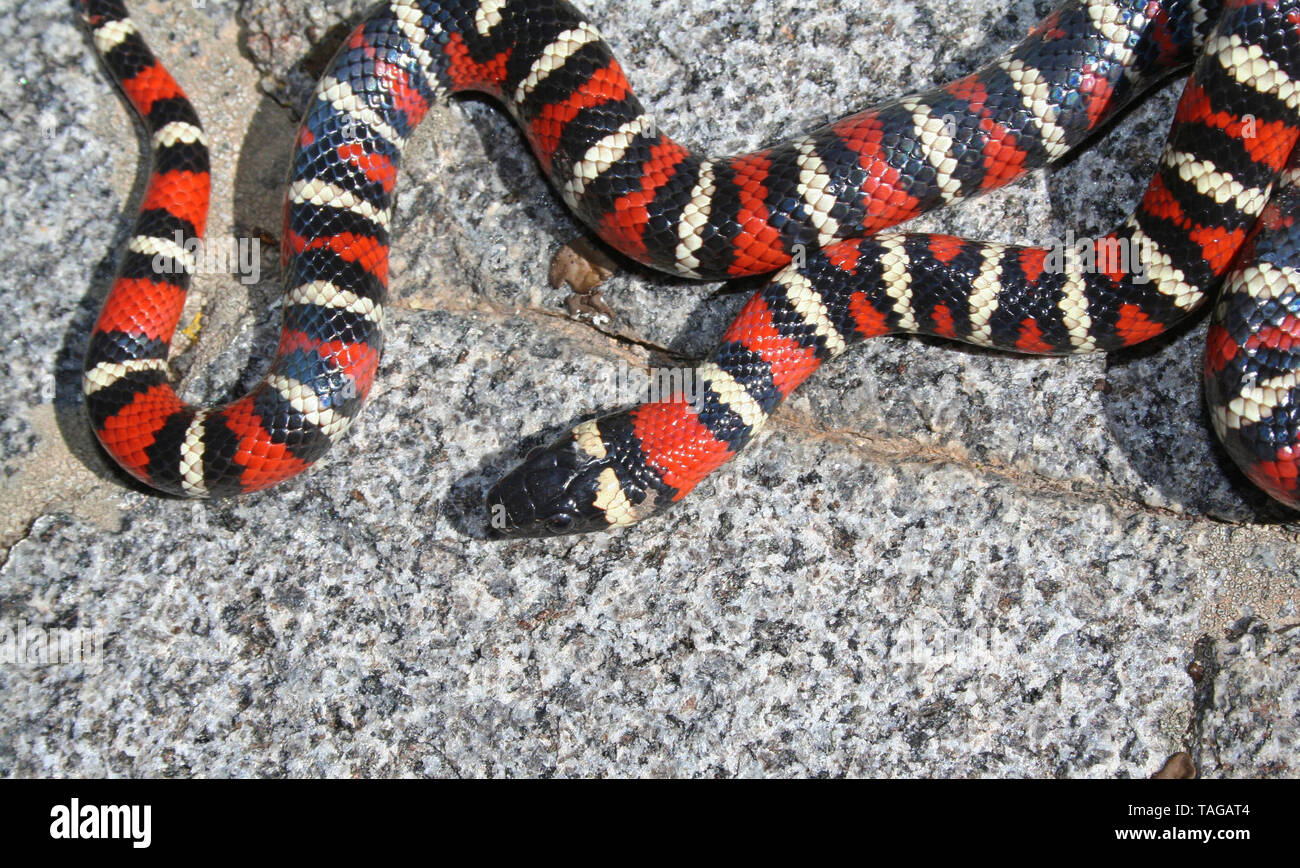 California Mountain Kingsnake (Lampropeltis zonata) or Coast Mountain ...