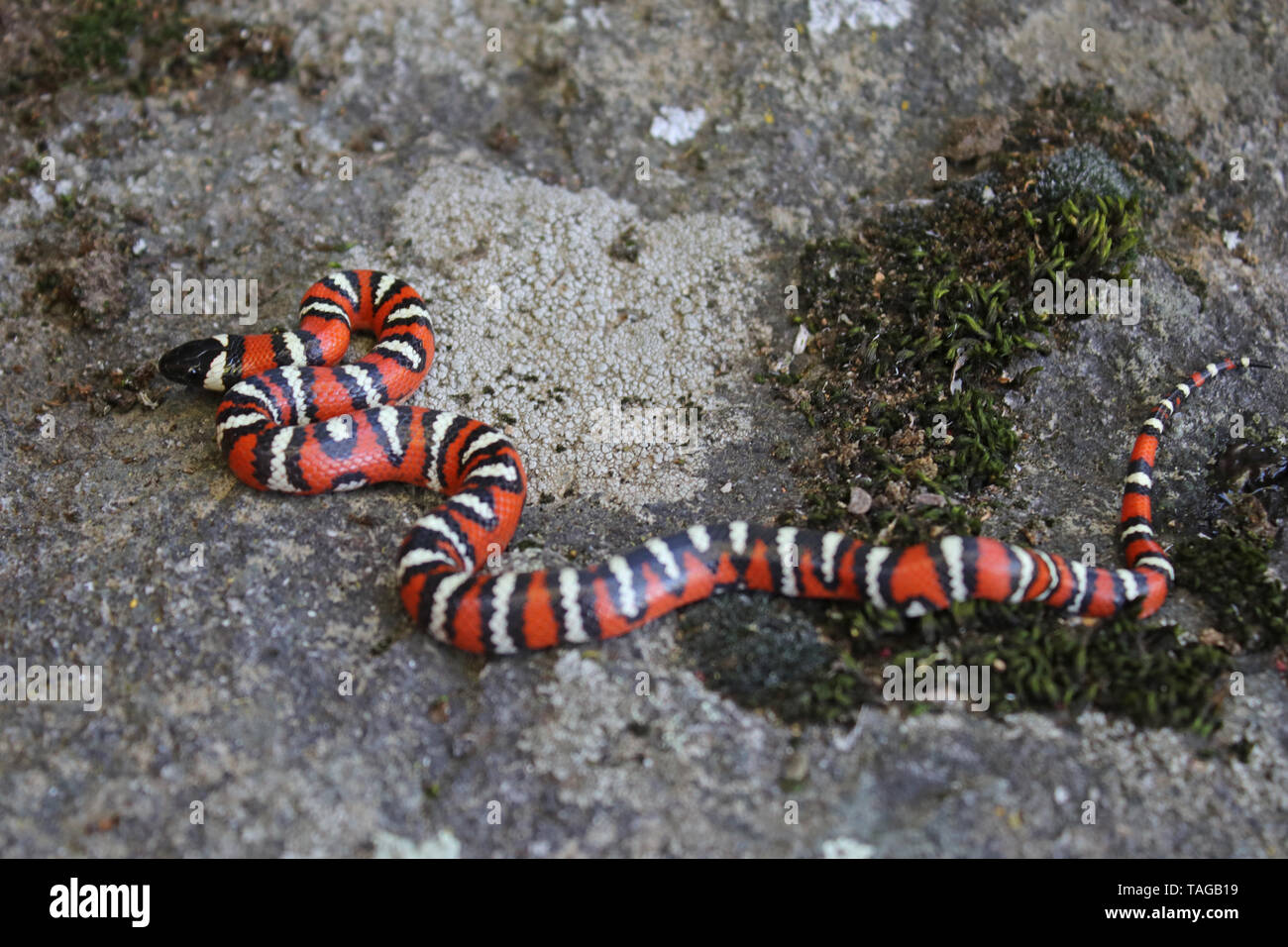 California Mountain Kingsnake (Lampropeltis zonata) or Coast Mountain ...