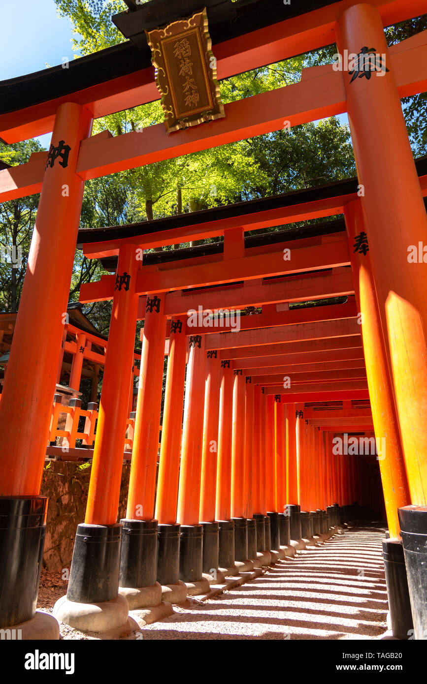 Fushimi Inari-taisha Shrine. Thousands countless vermilion Torii gates ...