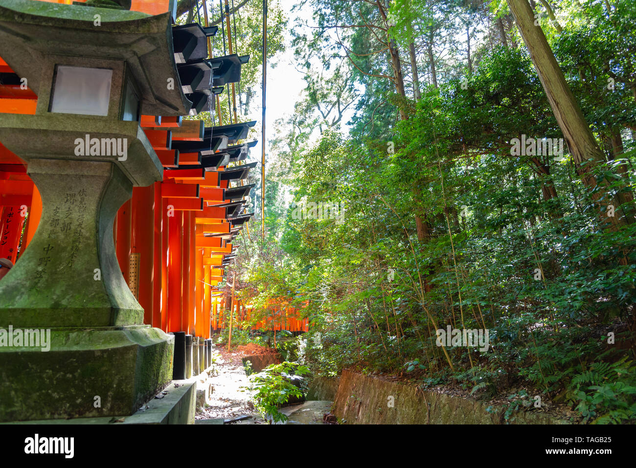 Fushimi Inari-taisha Shrine. Thousands countless vermilion Torii gates ...