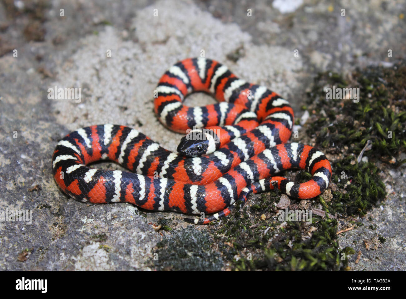 Mountain Kingsnake High Resolution Stock Photography and Images - Alamy