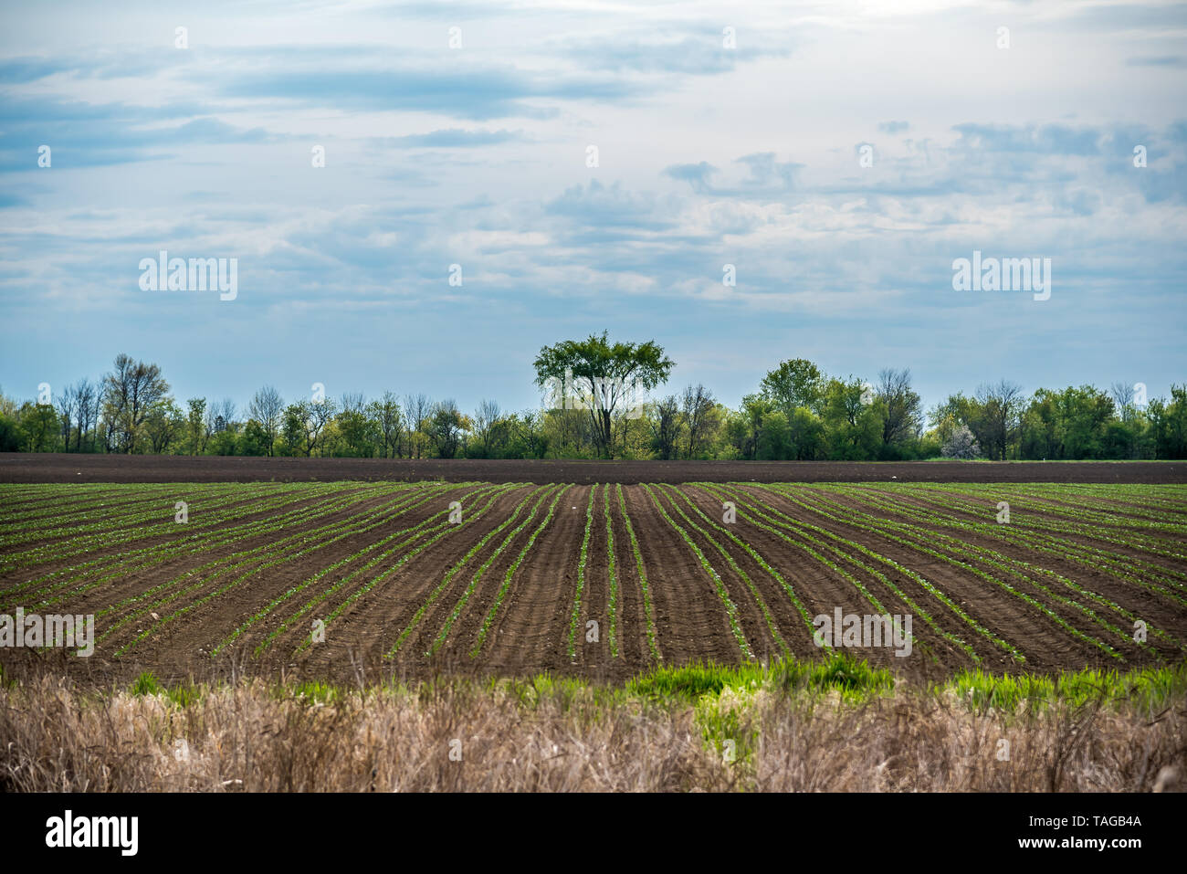 Rows of soy plants in a cultivated farmers field Stock Photo - Alamy
