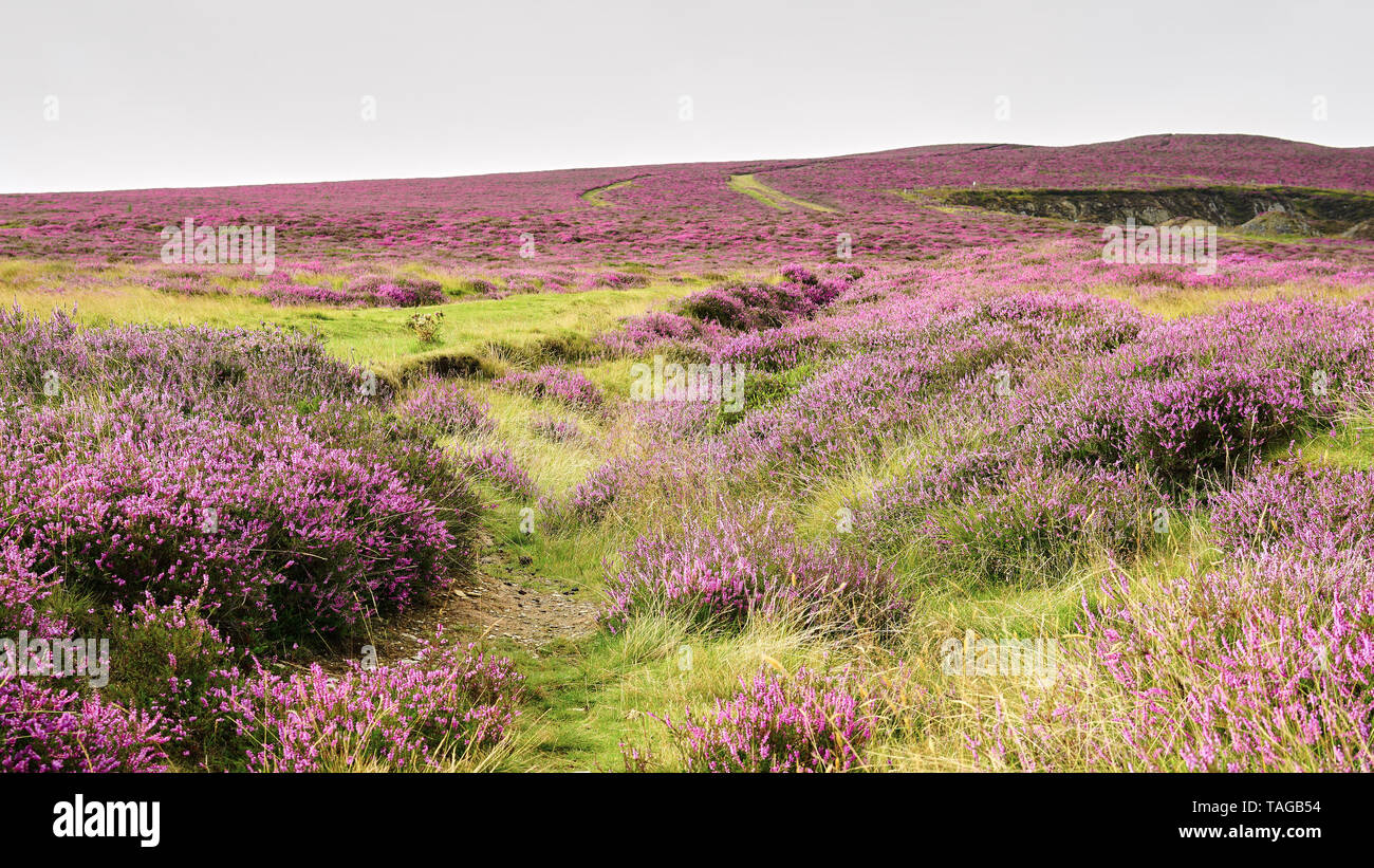 Scottish lowlands hi-res stock photography and images - Alamy