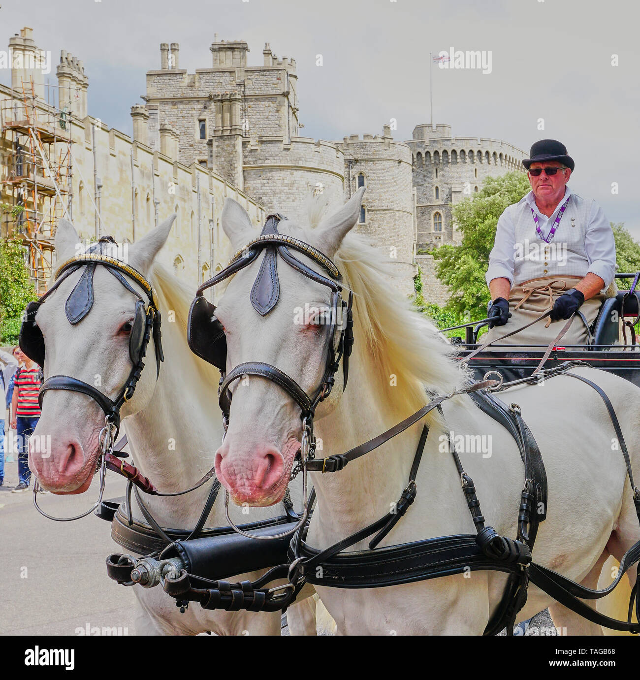 Two gorgeous white horses pulling carriage with driver Stock Photo - Alamy