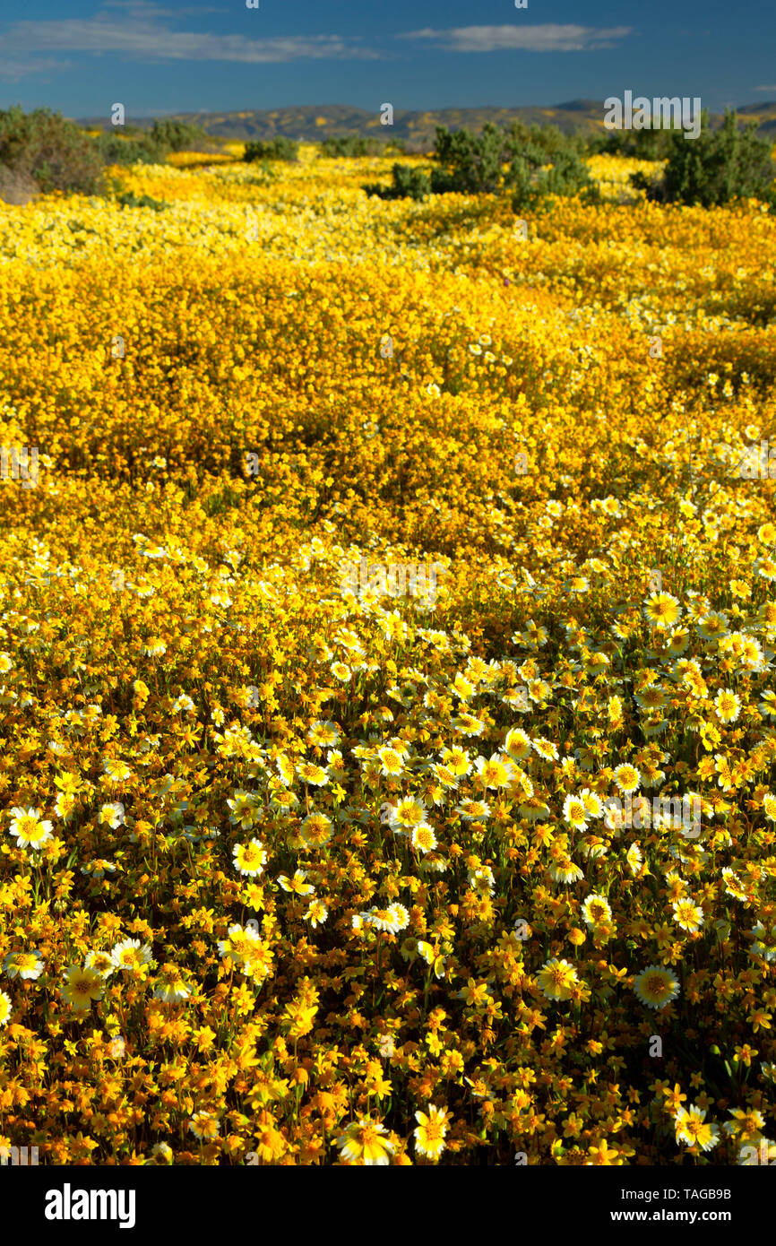 Coastal Goldfields High Resolution Stock Photography and Images - Alamy