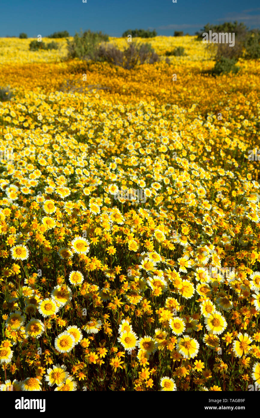 Tidytips with goldfields, Carrizo Plain National Monument, California ...