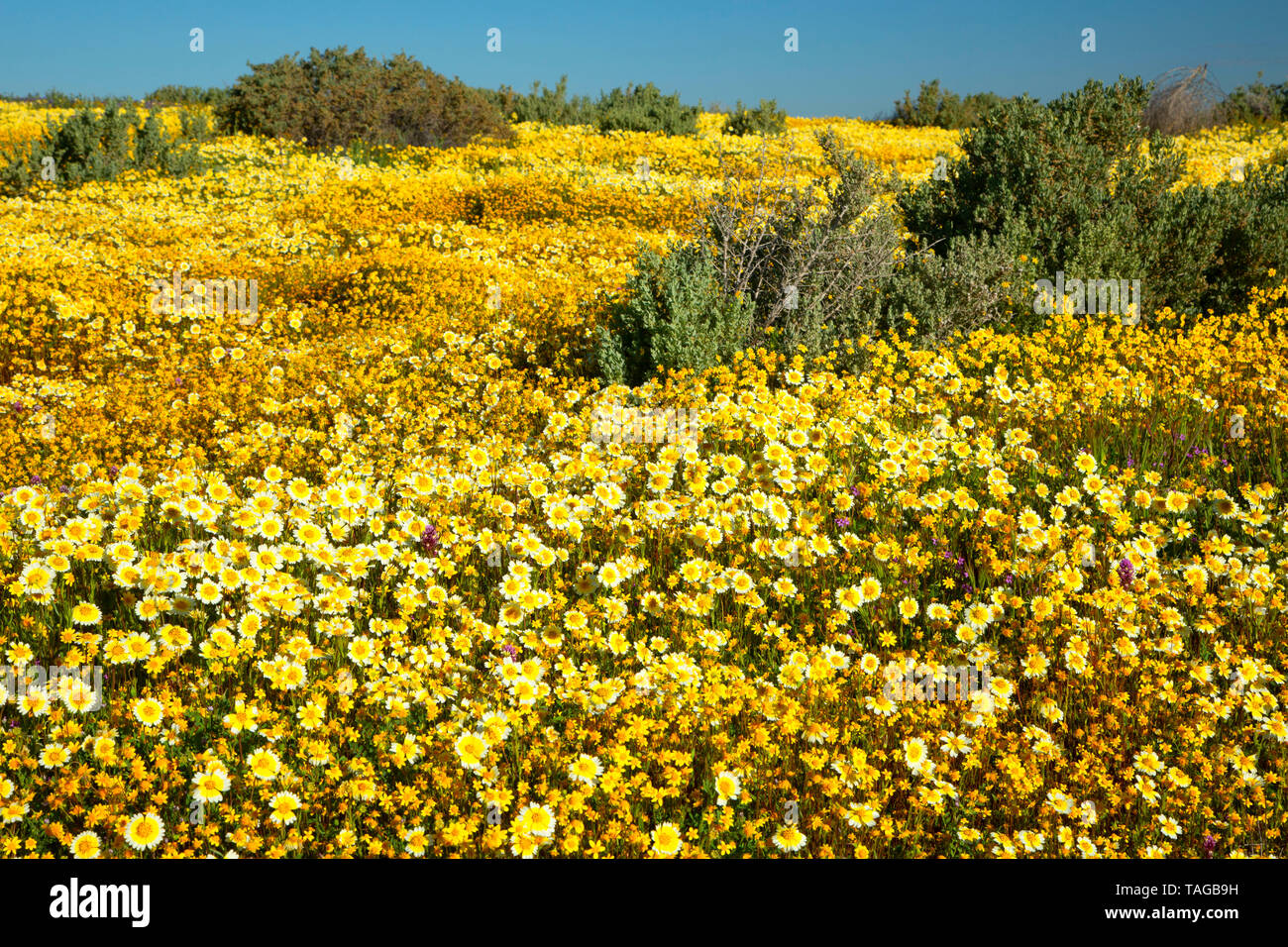 Tidytips with goldfields, Carrizo Plain National Monument, California ...