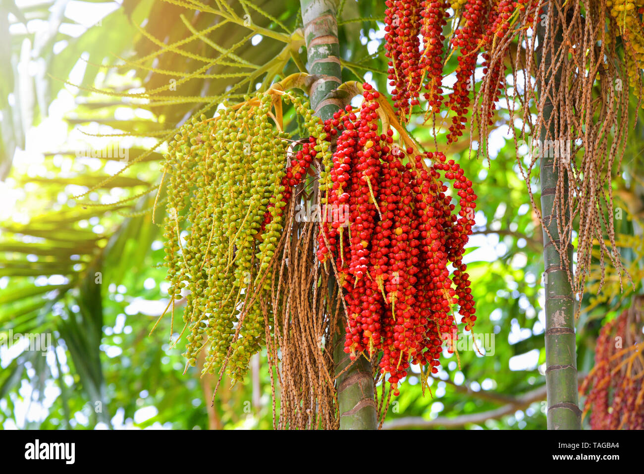 Sealing wax palm tree hi-res stock photography and images - Alamy