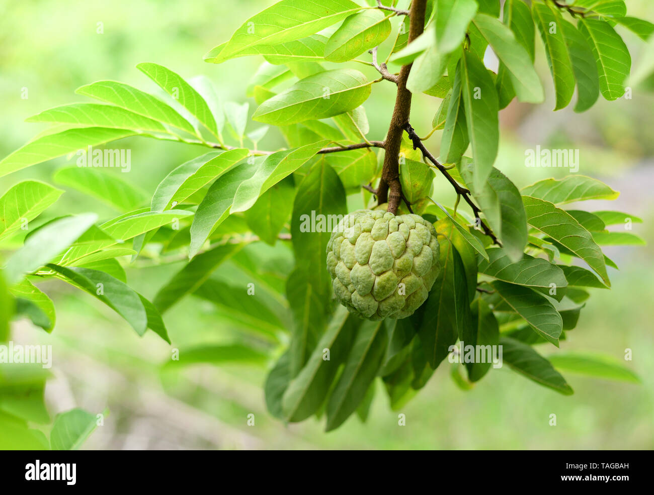 Fresh sugar apple on tree in the garden tropical fruit custard apple on ...