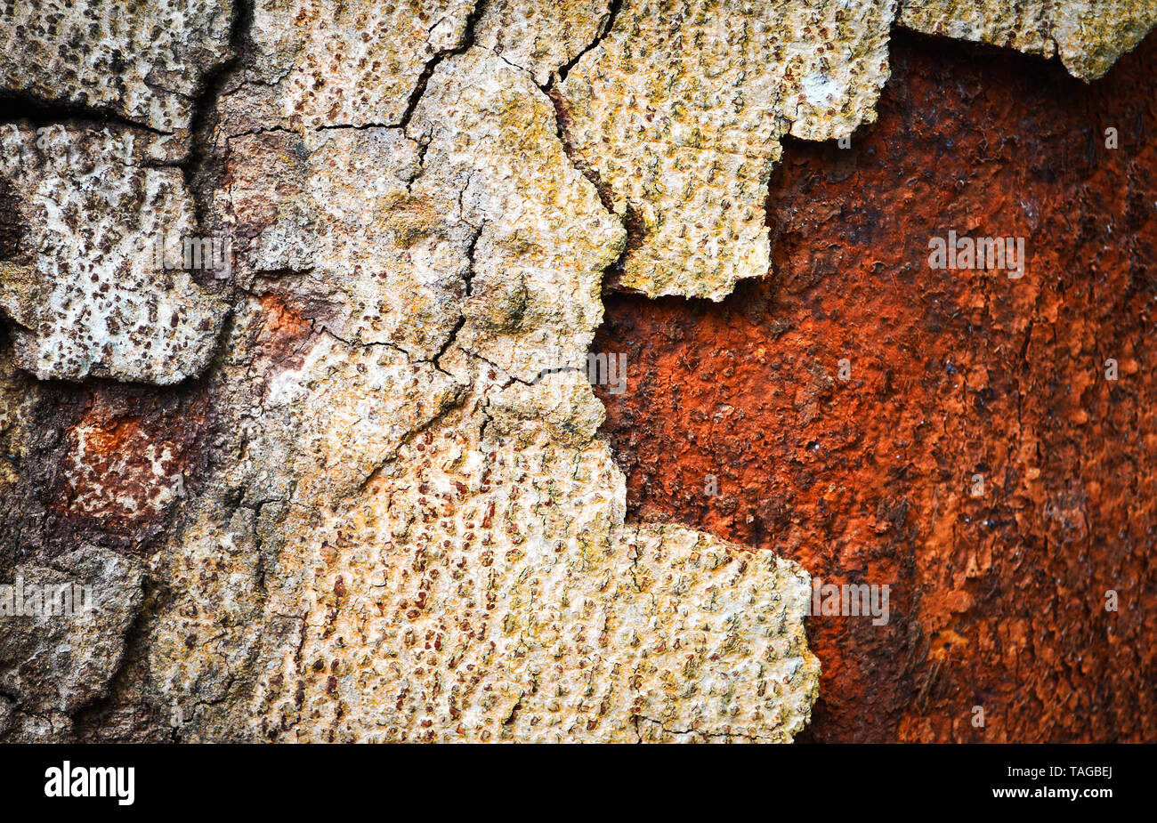 Broken Bark crack texture / tree bark peeling on nature on background ...