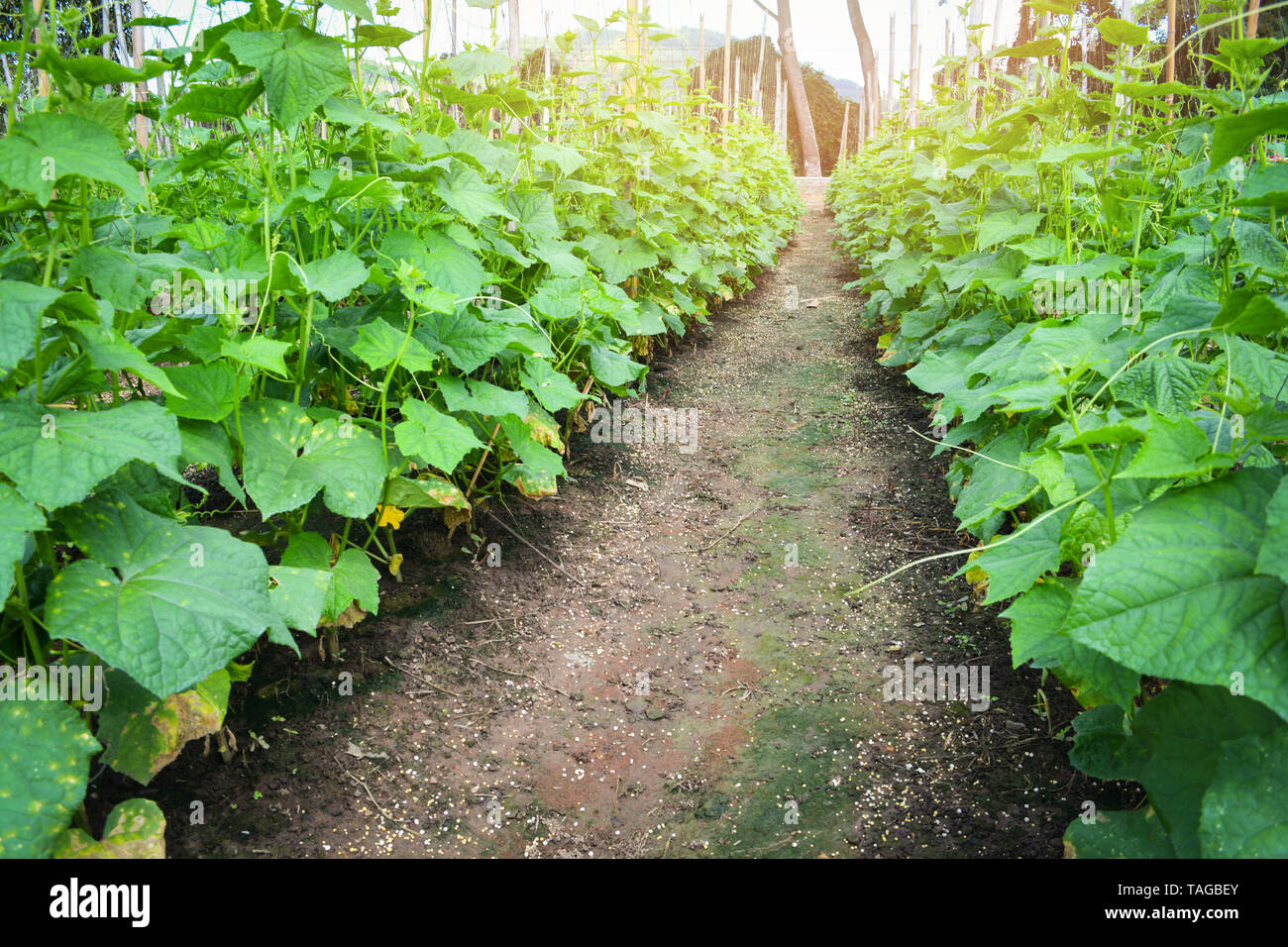 Cucumber plant growing in farm field plantation vegetable cucumber ...