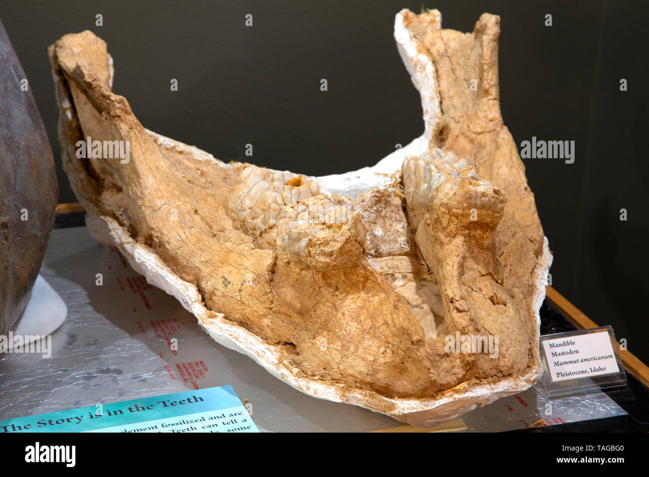 Mastodon (Mammut americanus) fossil mandible, Massacre Rocks State Park ...