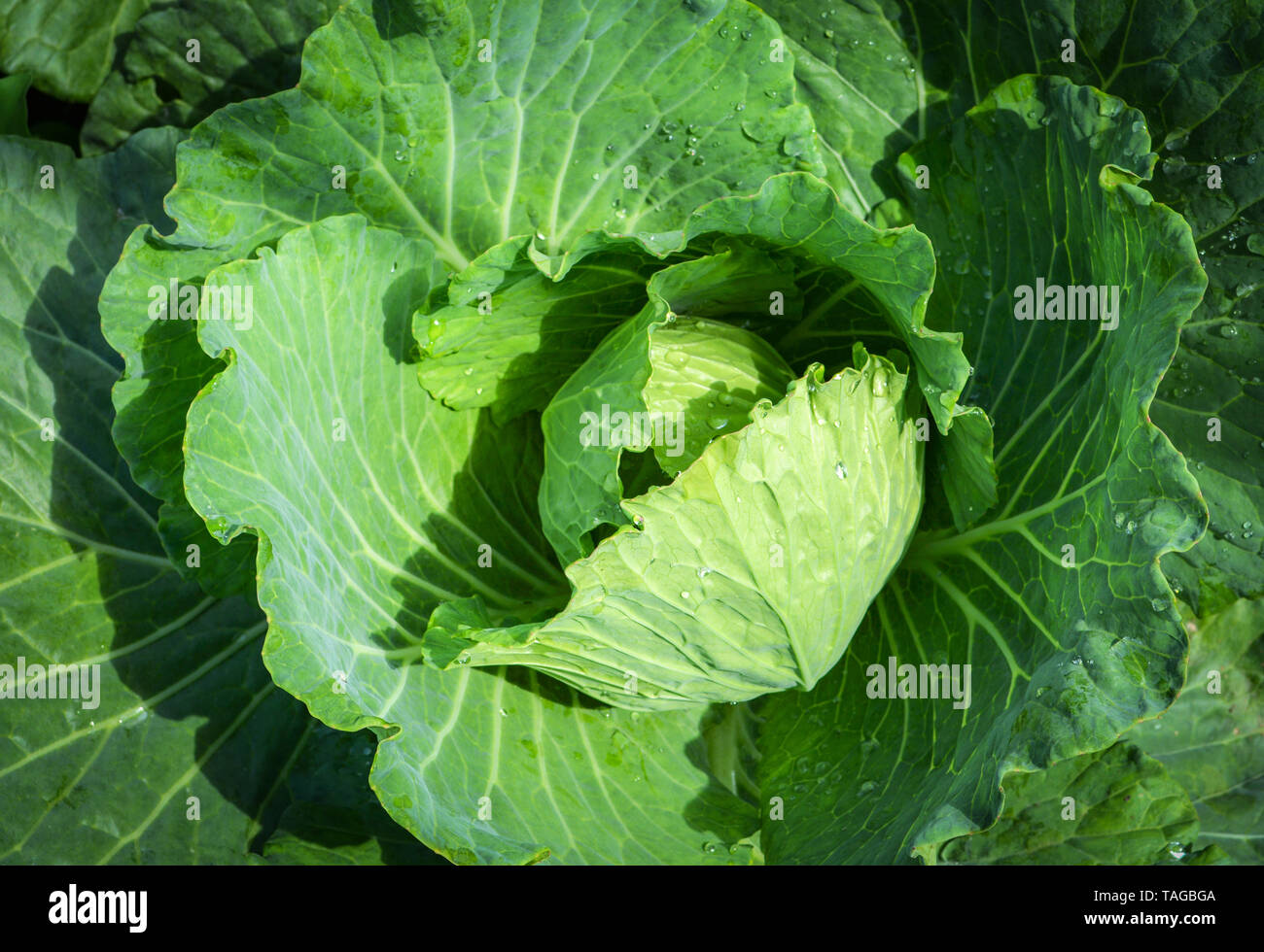 Fresh green cabbage in the farm field vegetable organic background ...