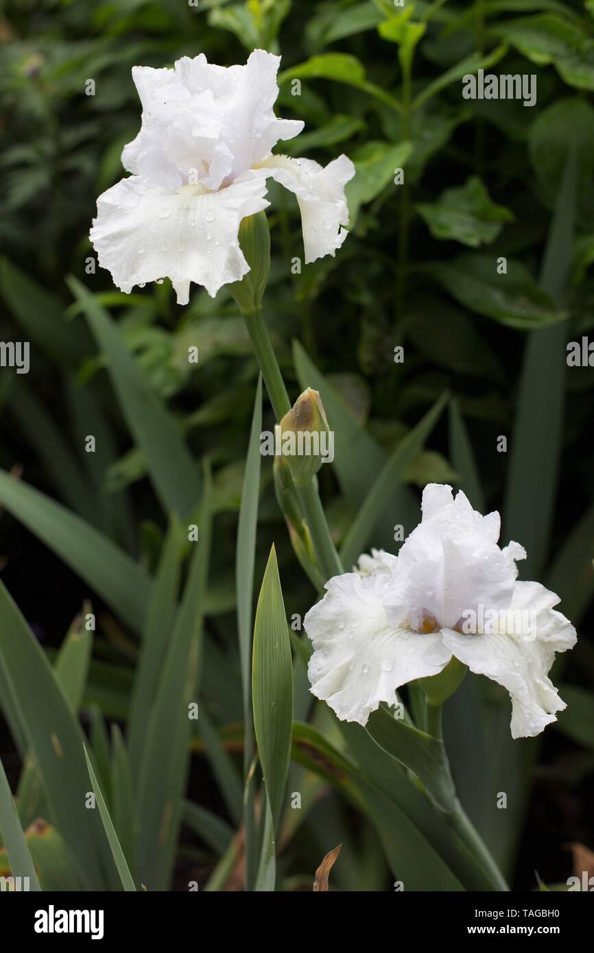 Servin up sparkle hi-res stock photography and images - Alamy