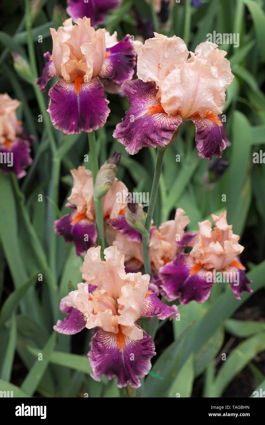Iris "Cherry Blossom Song" at Schreiner's Iris Gardens in Salem, Oregon ...