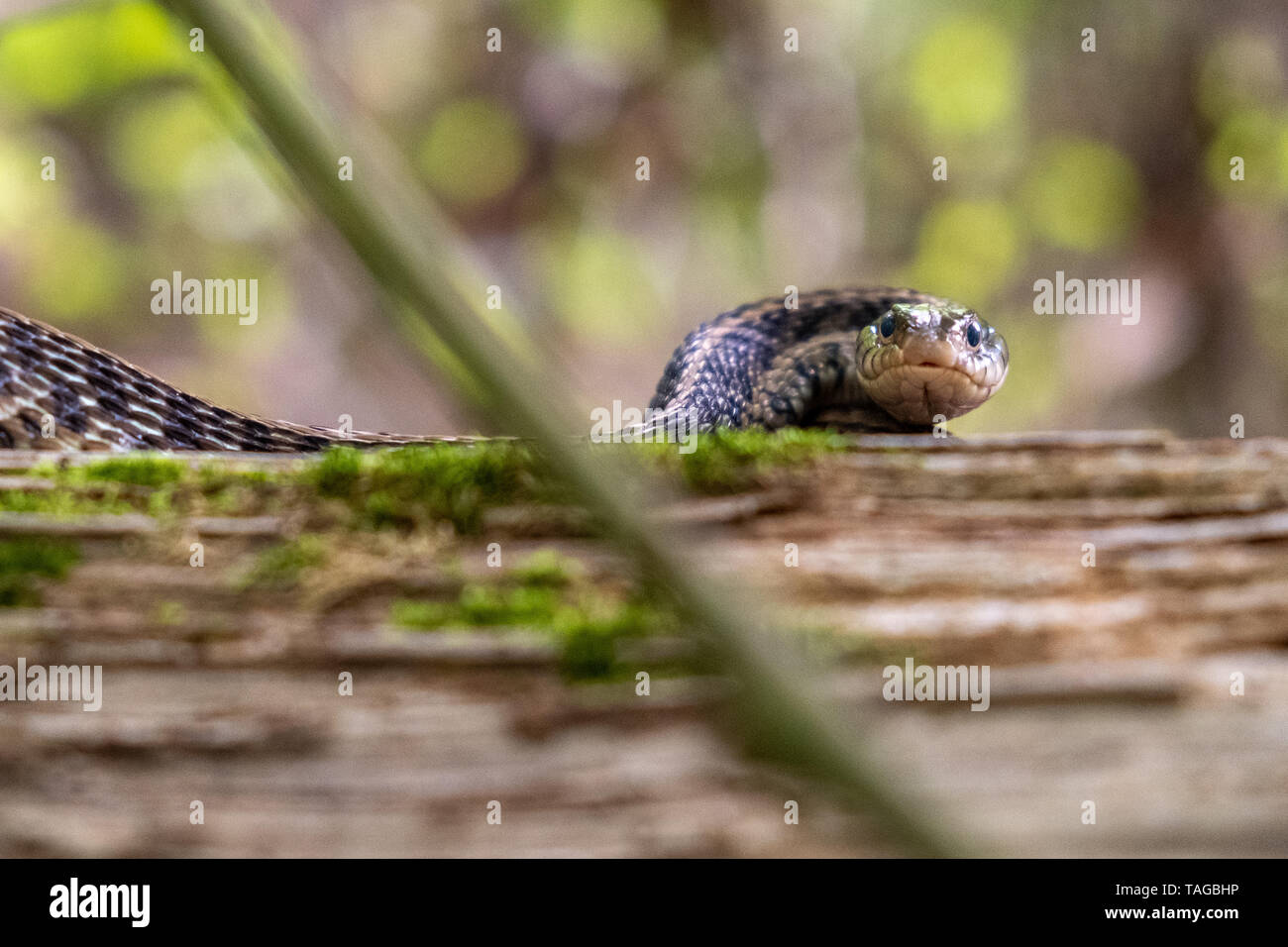 A common garter snake on a mossy log is ready to strike. Yates Mill ...