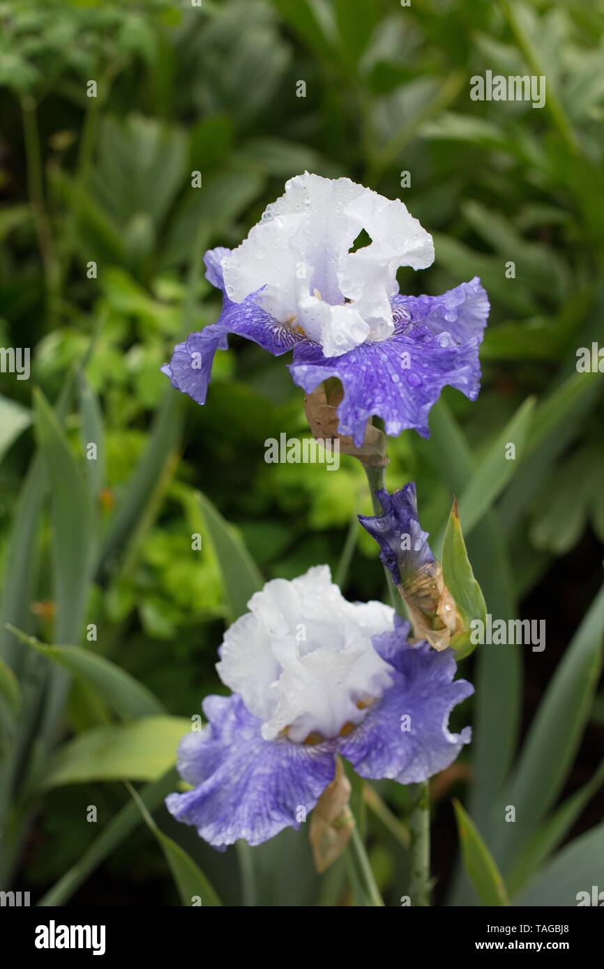 Iris "Cascadian Rhythm" at Schreiner's Iris Gardens in Salem, Oregon ...