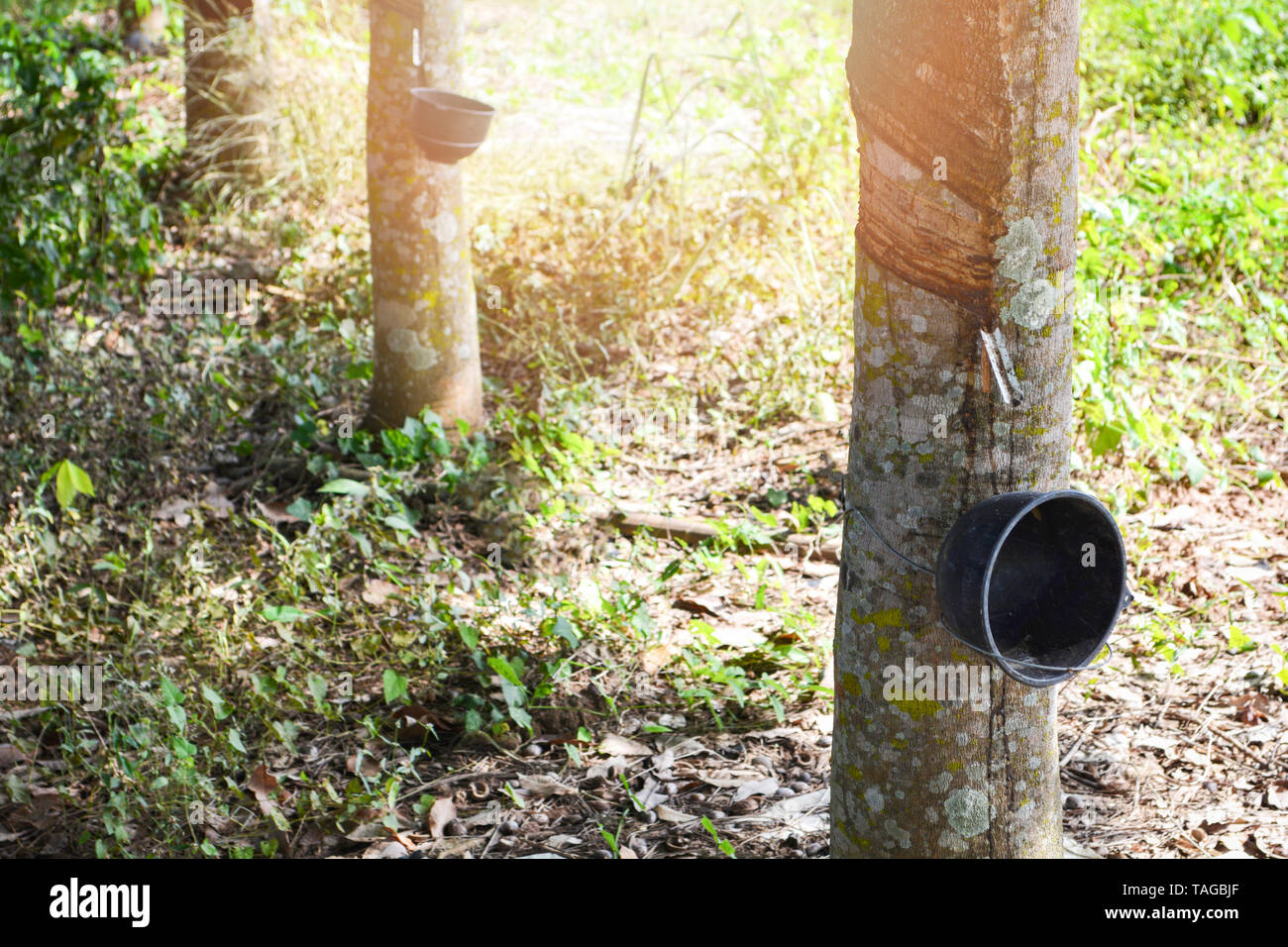 Rubber plantation with pot on tree wait for harvested raw latex from ...