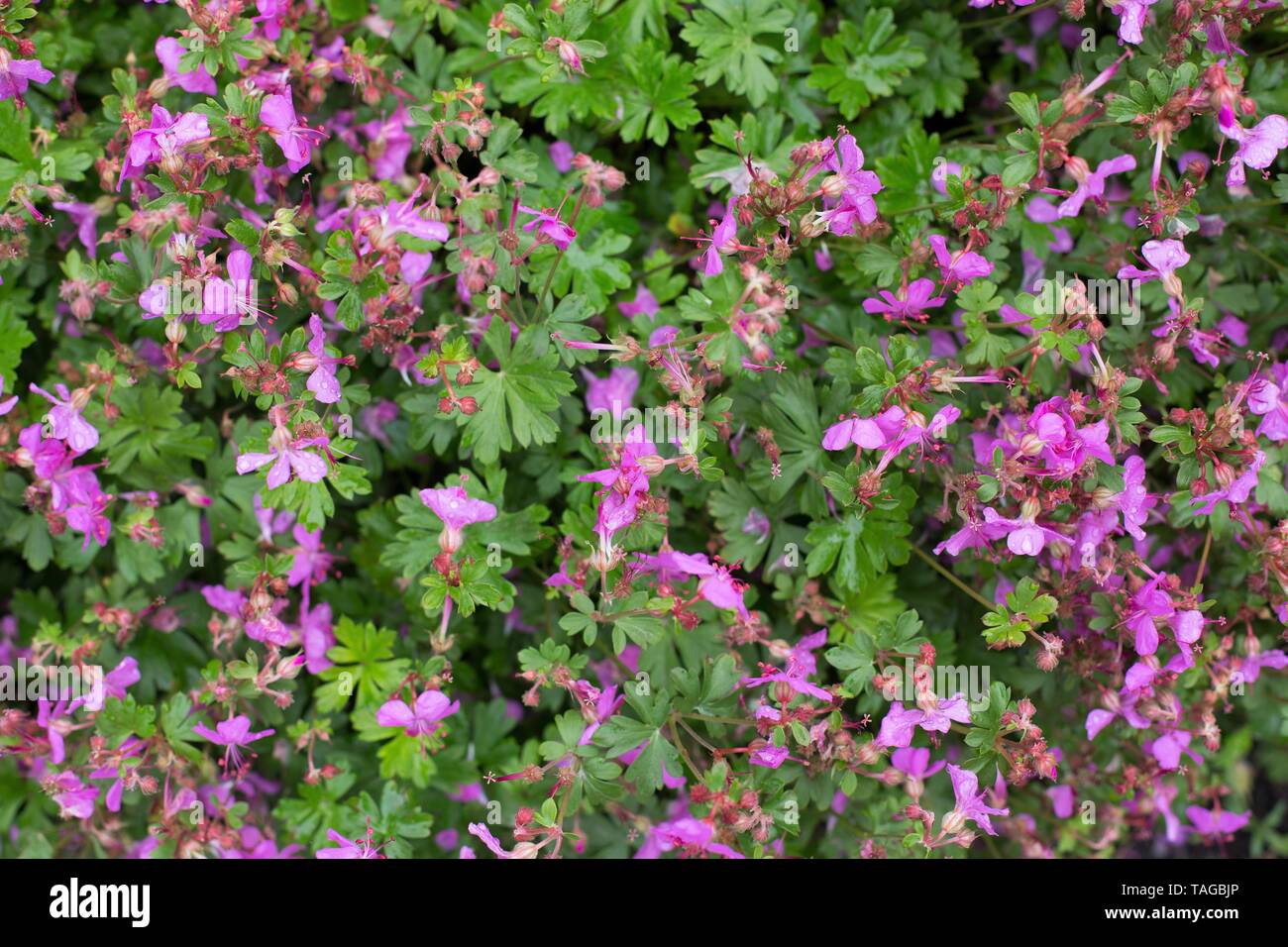 Hardy geranium hi-res stock photography and images - Alamy