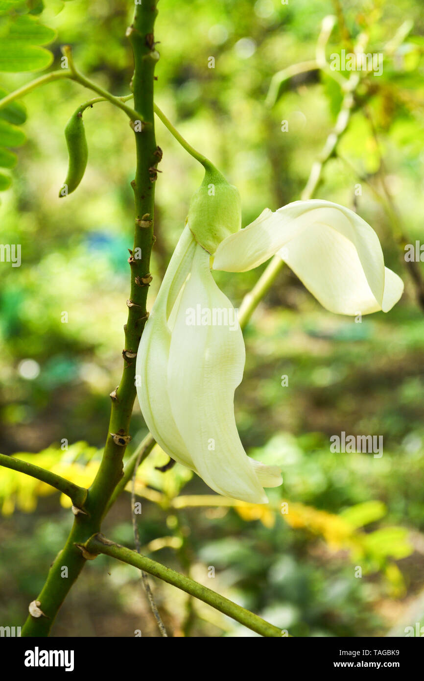 white Agasta flower in the garden / Other names Sesban agasta ...