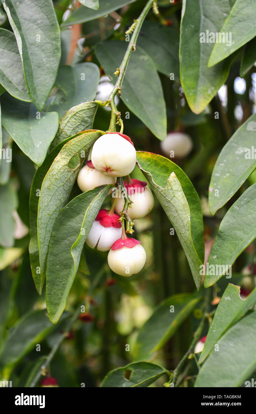 Fruit of melientha suavis pierre plant on tree / Opiliaceae or Pak Wan ...
