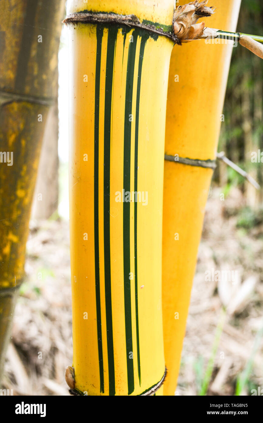 Fresh yellow bamboo stalks tree with green pattern on agricultural ...
