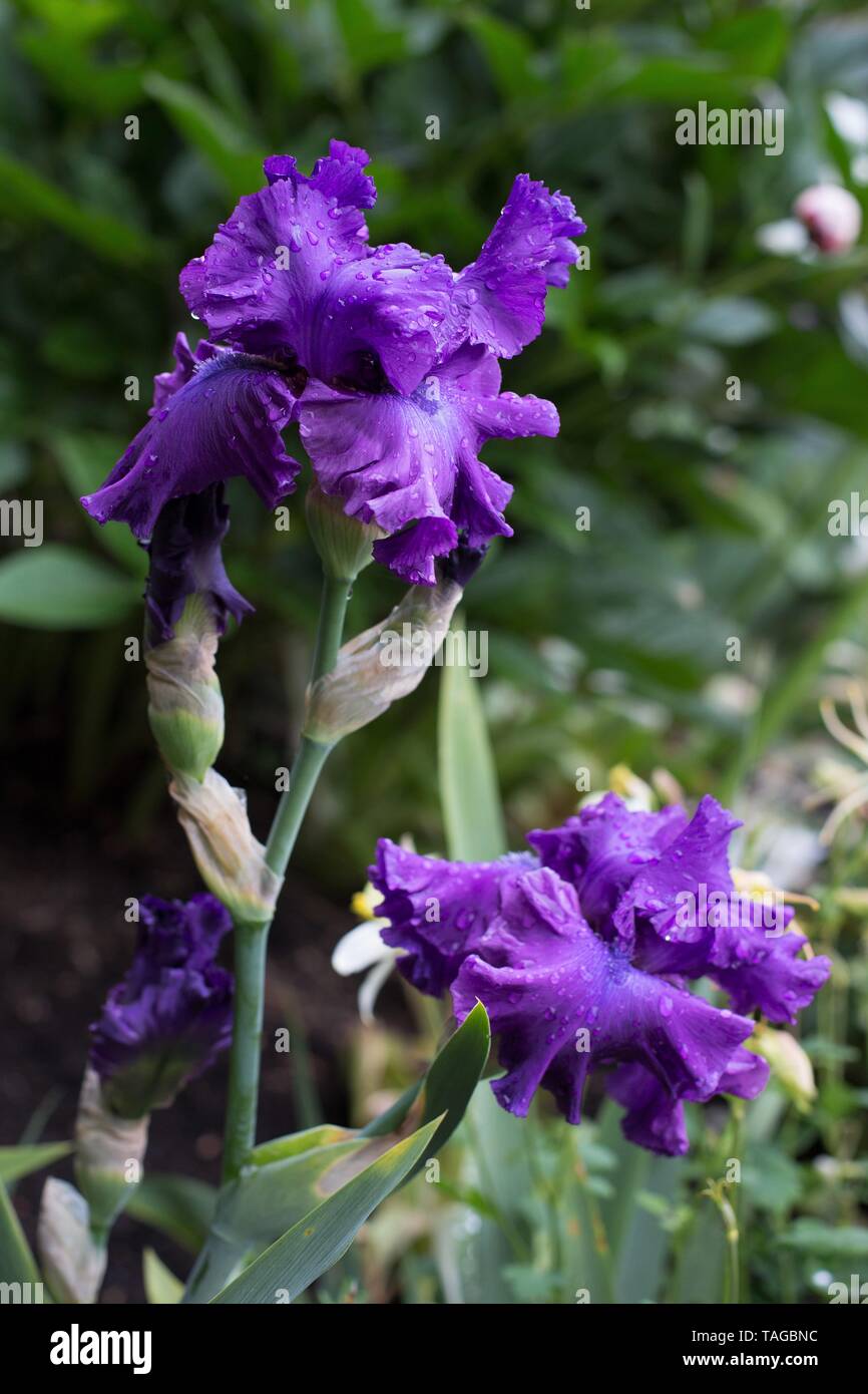 Garden ruler hi-res stock photography and images - Alamy