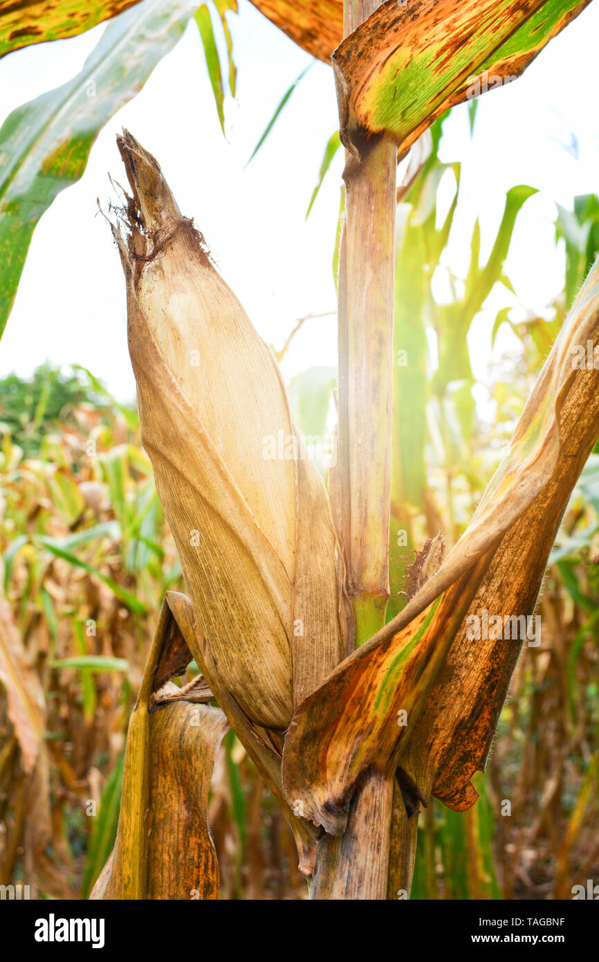 Ripe corn cob on plant tree wait for harvest in corn field agriculture ...
