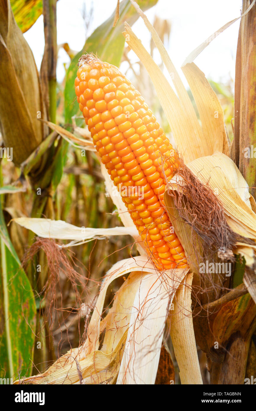 Farmer harvesting sweet corn cobs hi-res stock photography and images ...