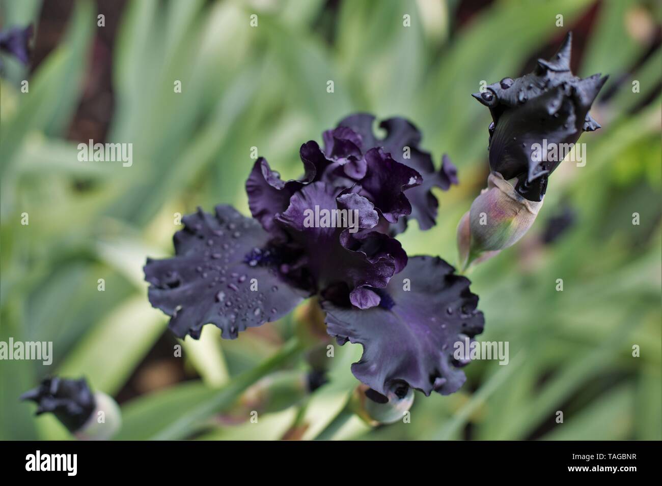 Iris "Raven Girl" at Schreiner's Iris Gardens in Salem, Oregon, USA ...
