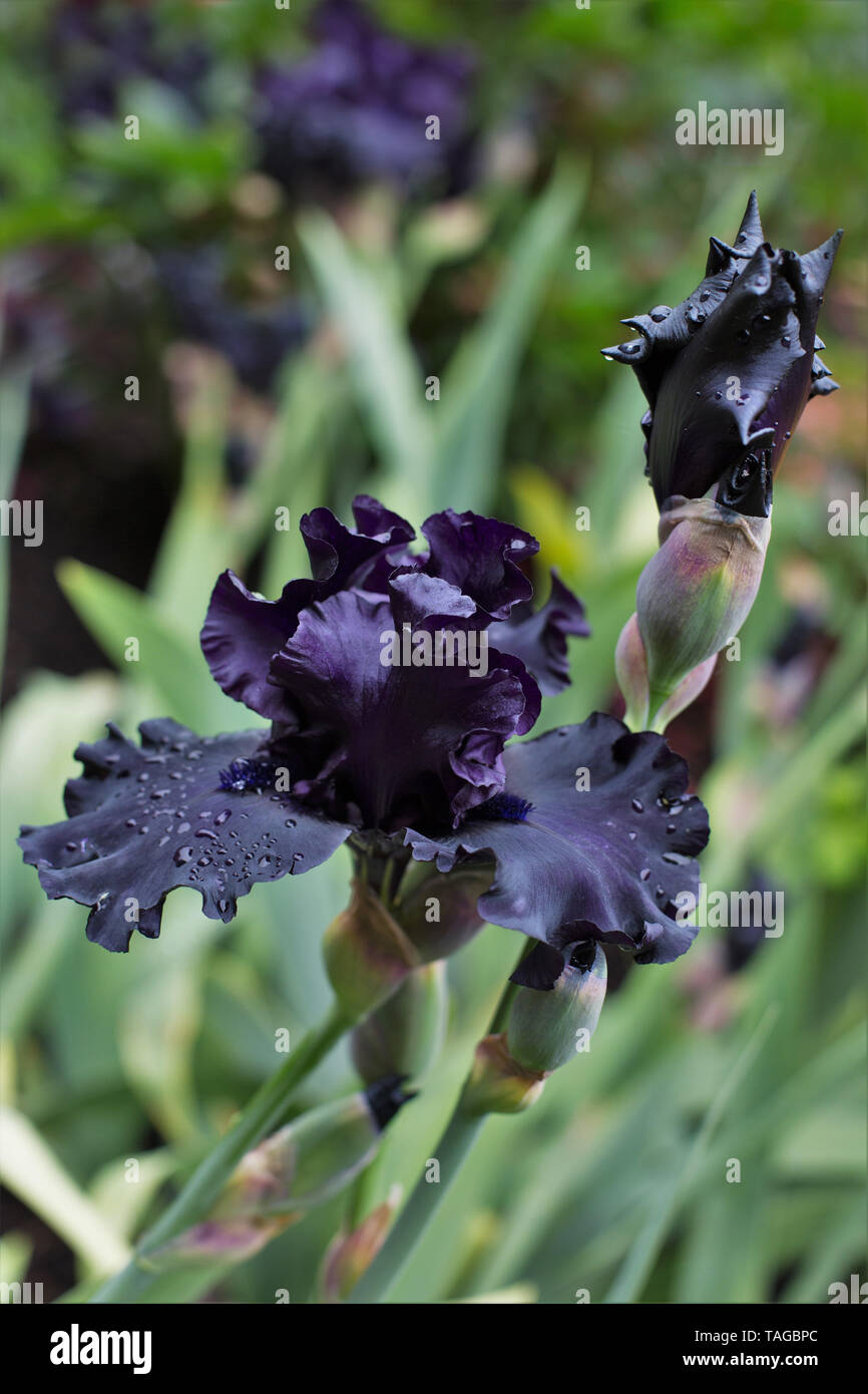 Iris "Raven Girl" at Schreiner's Iris Gardens in Salem, Oregon, USA ...