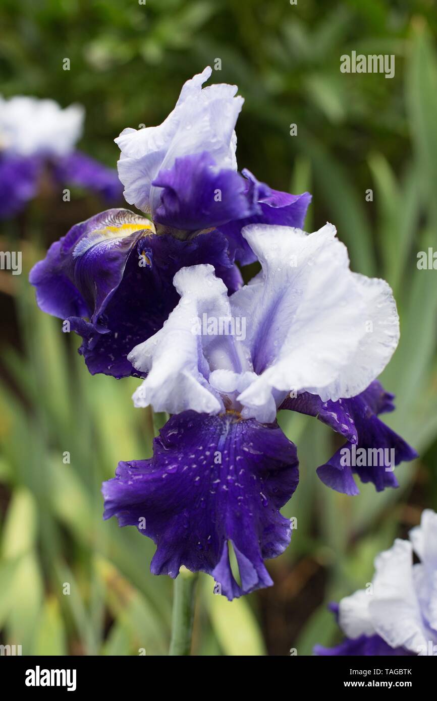 Iris "Over Alaska" at Schreiner's Iris Gardens in Salem, Oregon, USA ...